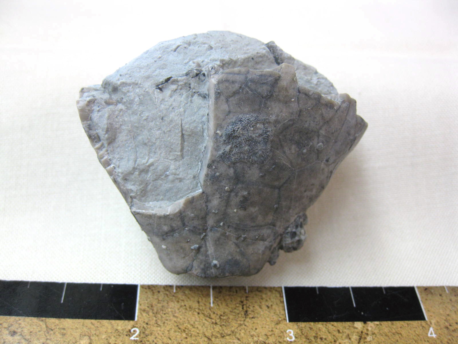 Indiana Waldron Shale Crinoid Calyx #8 | Fossils for Sale