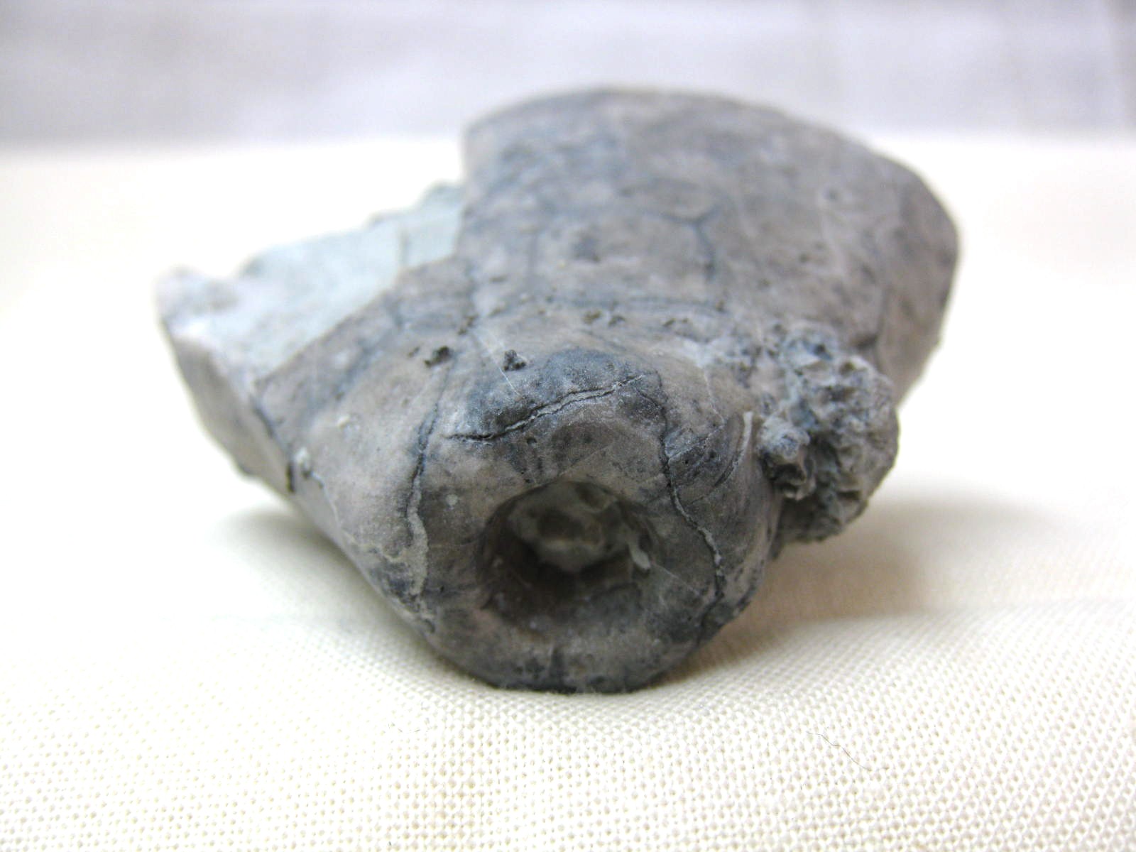 Indiana Waldron Shale Crinoid Calyx #8 | Fossils for Sale