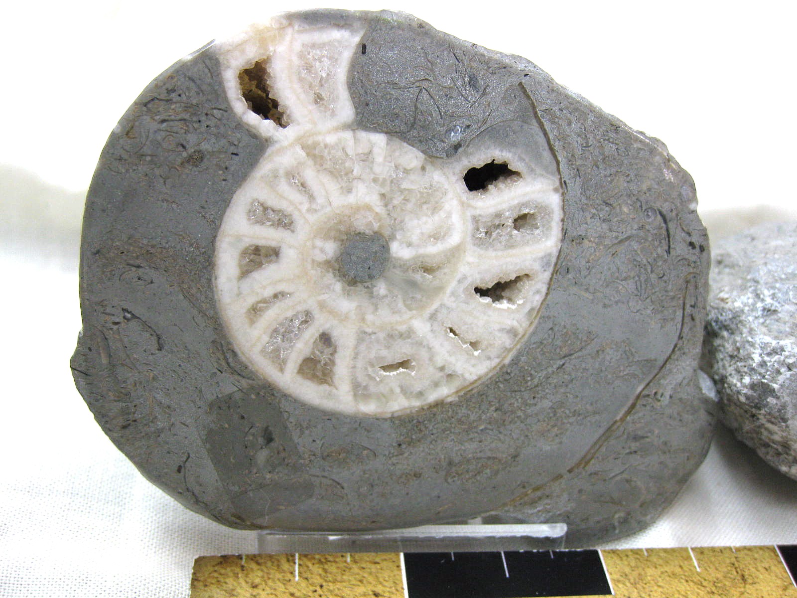 Indonesia Fossil Ammonite #4 | Fossils for Sale