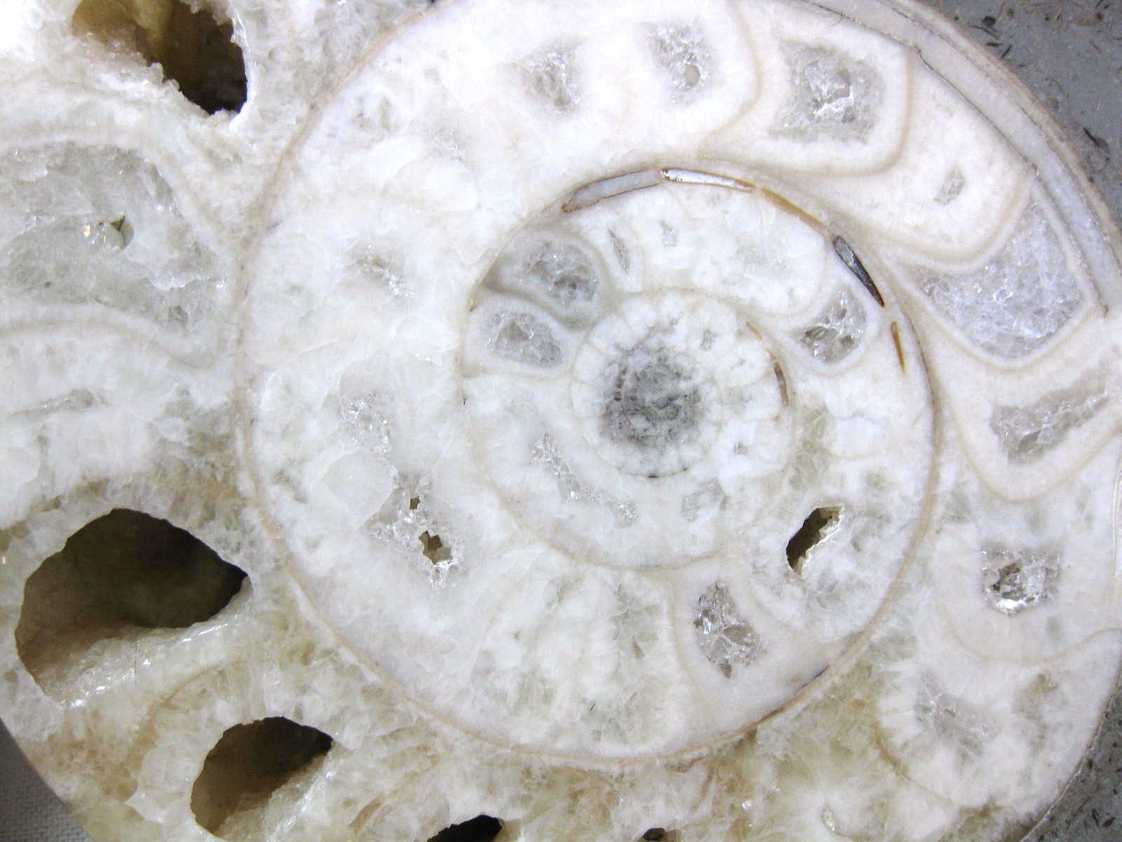 Indonesia Fossil Ammonite #6 | Fossils for Sale