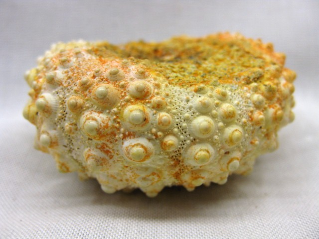 Indonesia Heterocentrotus Echinoid #7 | Fossils for Sale