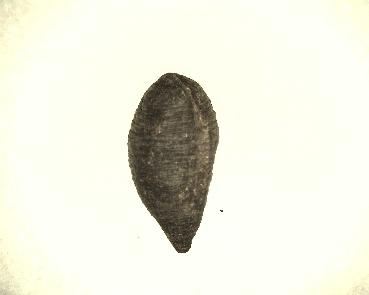 Insect Cocoon (Maggot) #10 | Fossils for Sale