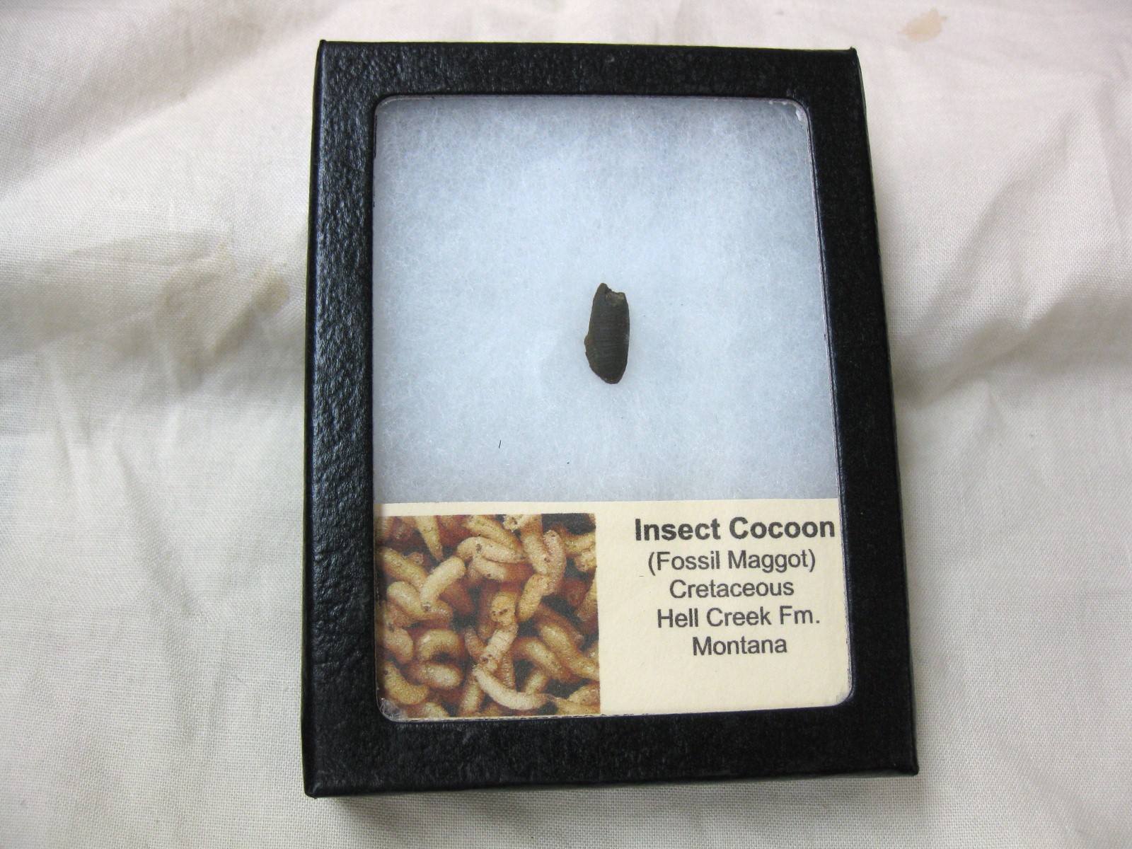Insect Cocoon (Maggot) #22 | Fossils for Sale