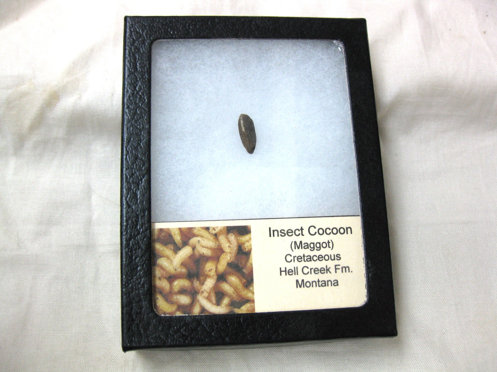 Insect Cocoon (Maggot) #24 | Fossils for Sale