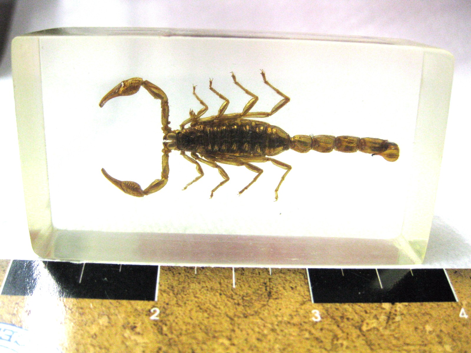 Insect in Resin Block #30 | Fossils for Sale