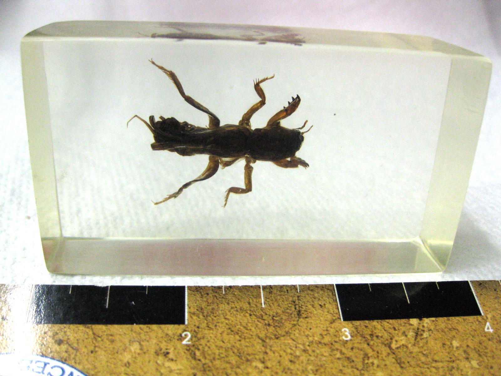 Insect in Resin Block #39 | Fossils for Sale