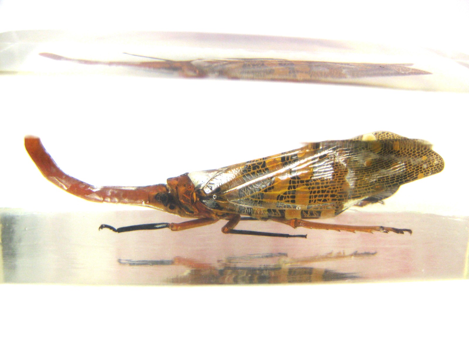 Insect in Resin Block #44 | Fossils for Sale