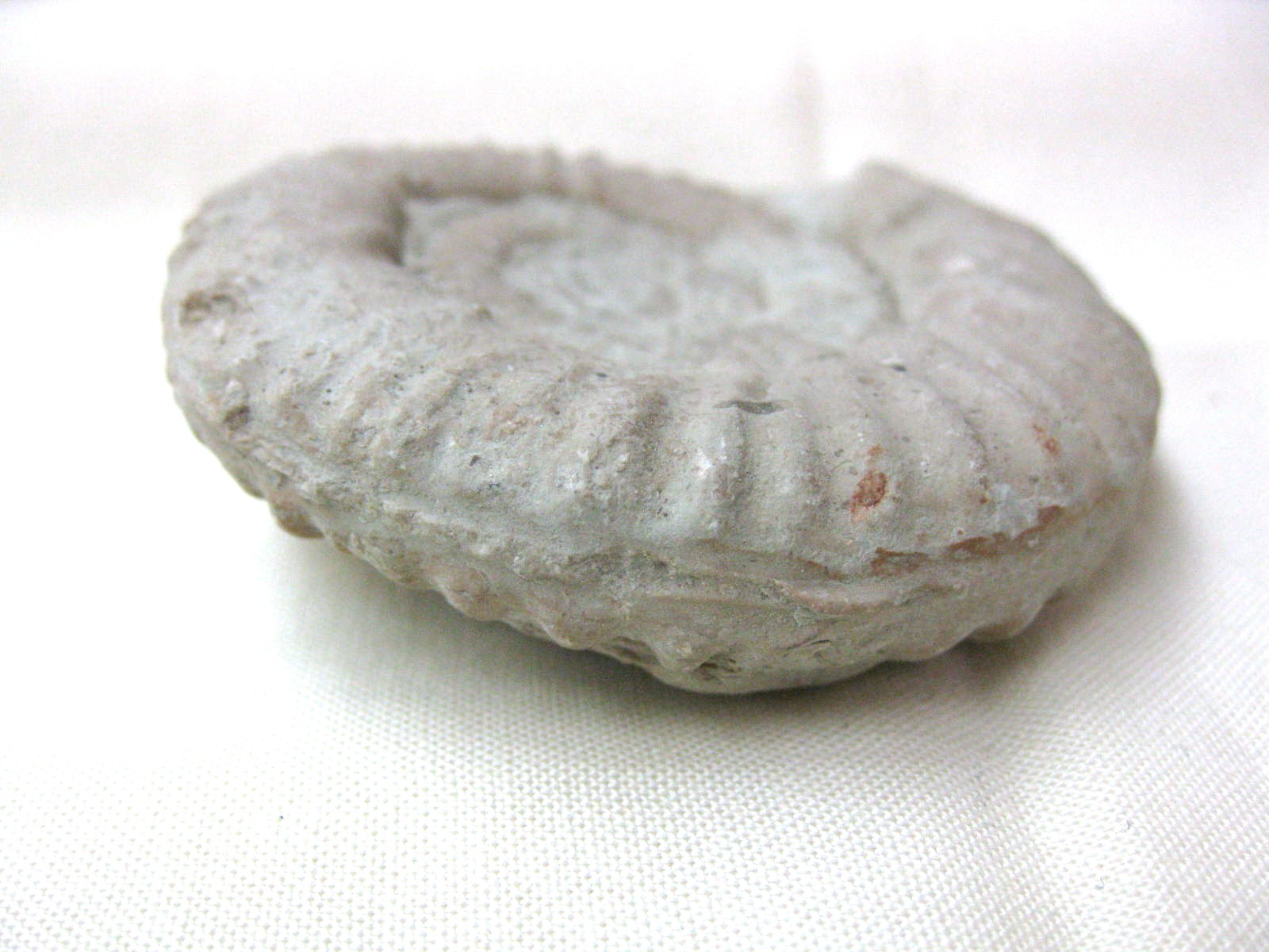 Italy Fossil Ammonite #4 | Fossils for Sale