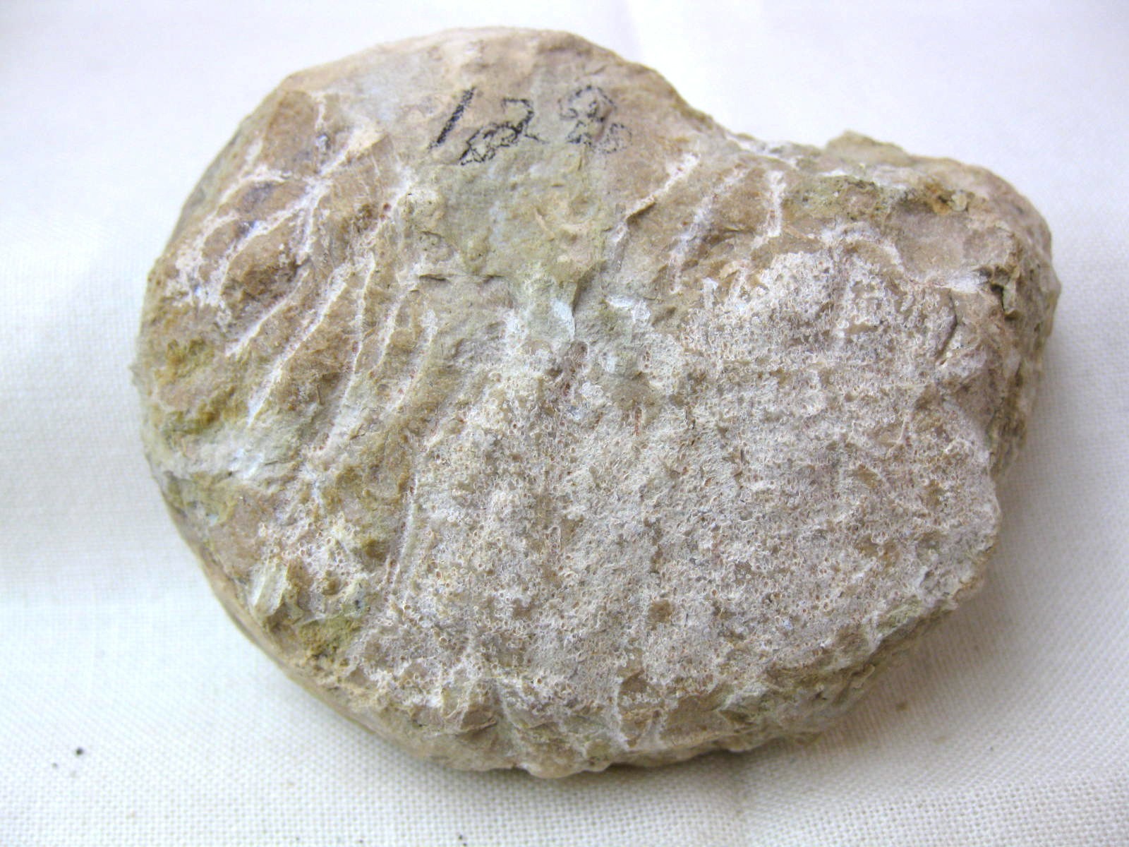 Italy Fossil Ammonite #5 | Fossils for Sale