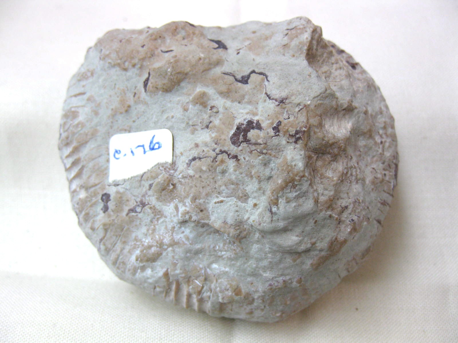 Italy Fossil Ammonite #6 | Fossils for Sale