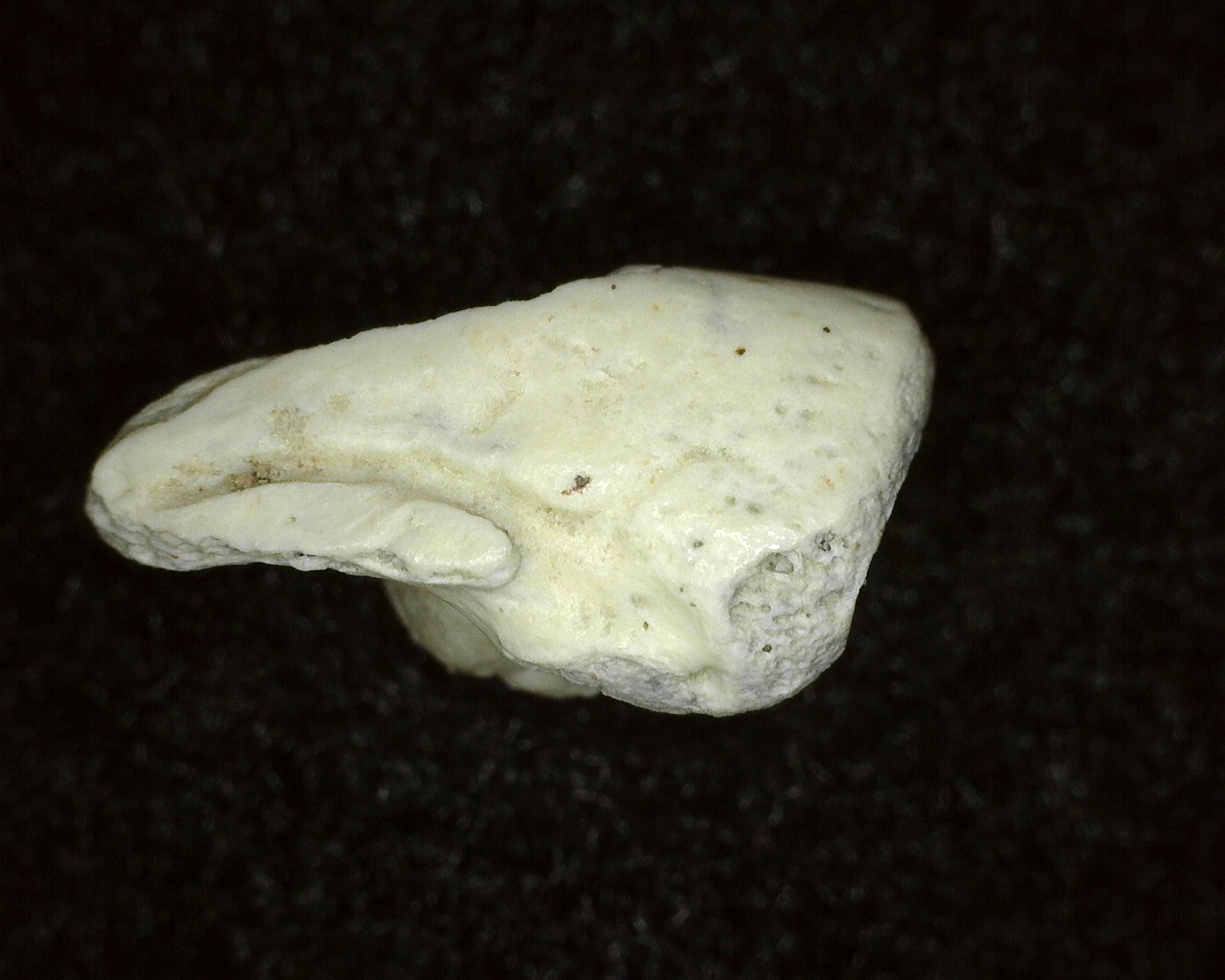 Labidosaurus Reptile Claw #2 | Fossils for Sale