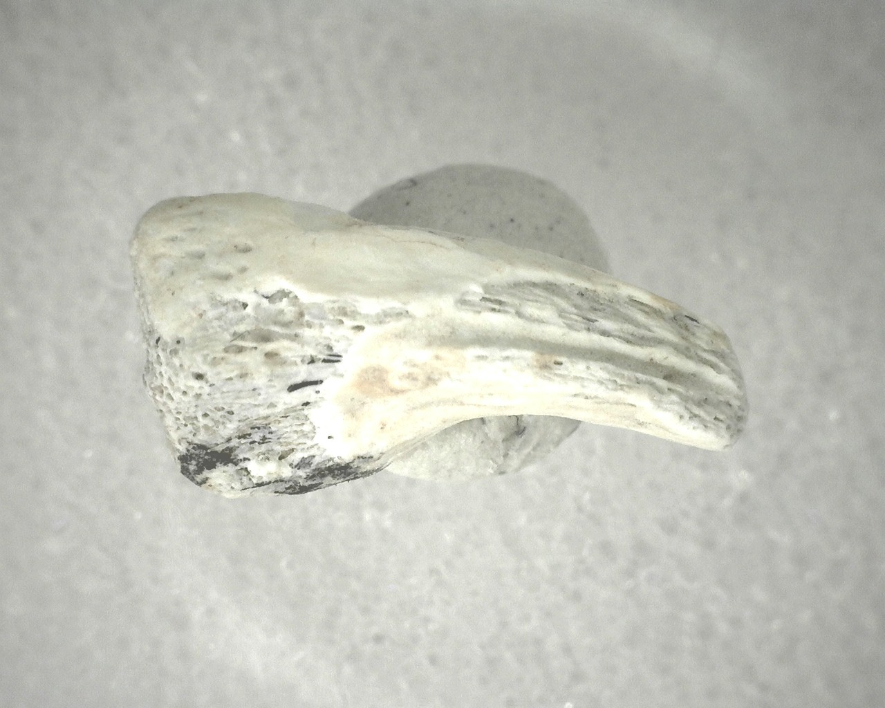 Labidosaurus Reptile Claw #3 | Fossils for Sale