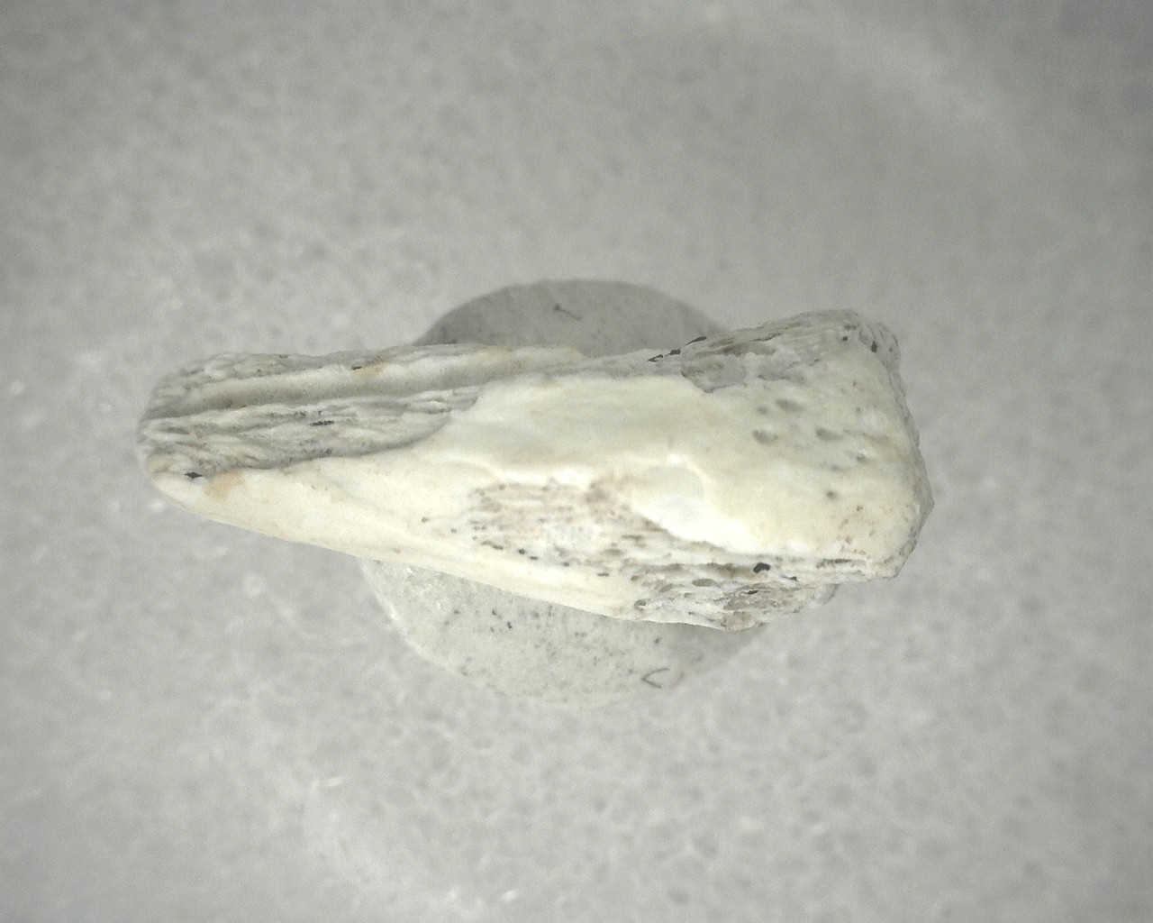 Labidosaurus Reptile Claw #3 | Fossils for Sale