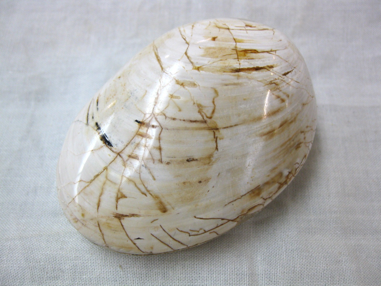 Large Madagascar Clam #17 | Fossils for Sale