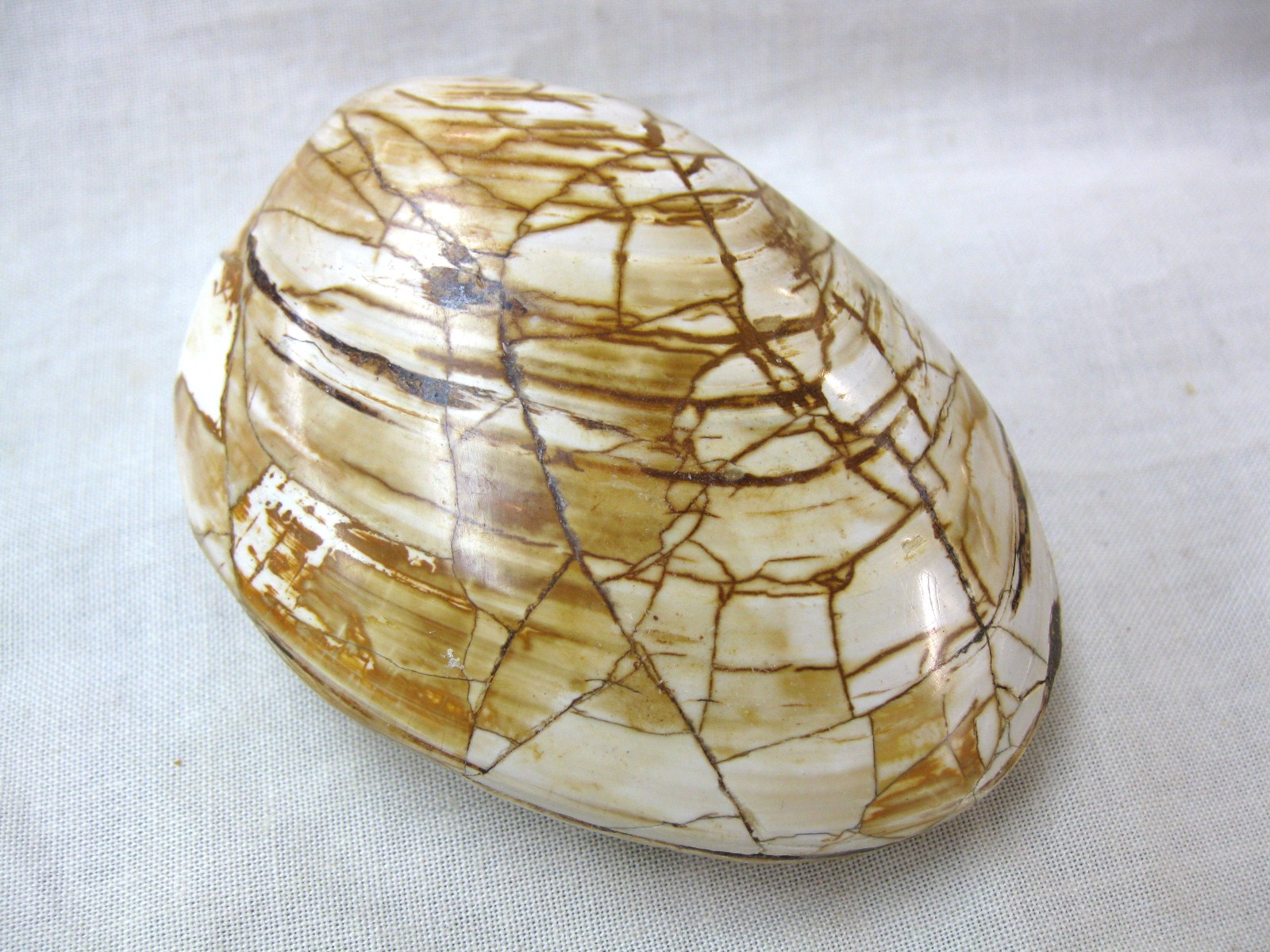 Large Madagascar Clam #20 | Fossils for Sale