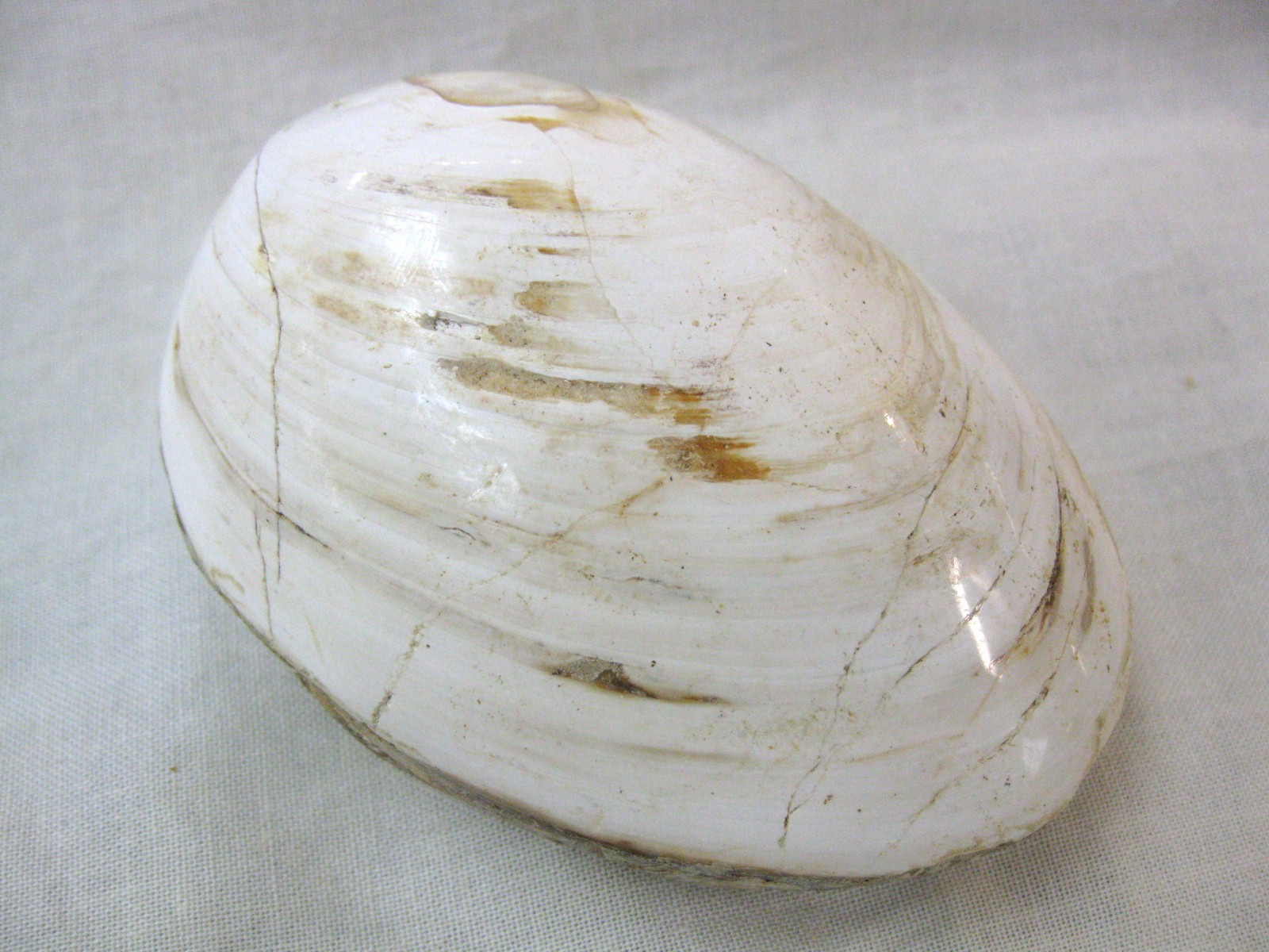 Large Madagascar Clam #23 | Fossils for Sale