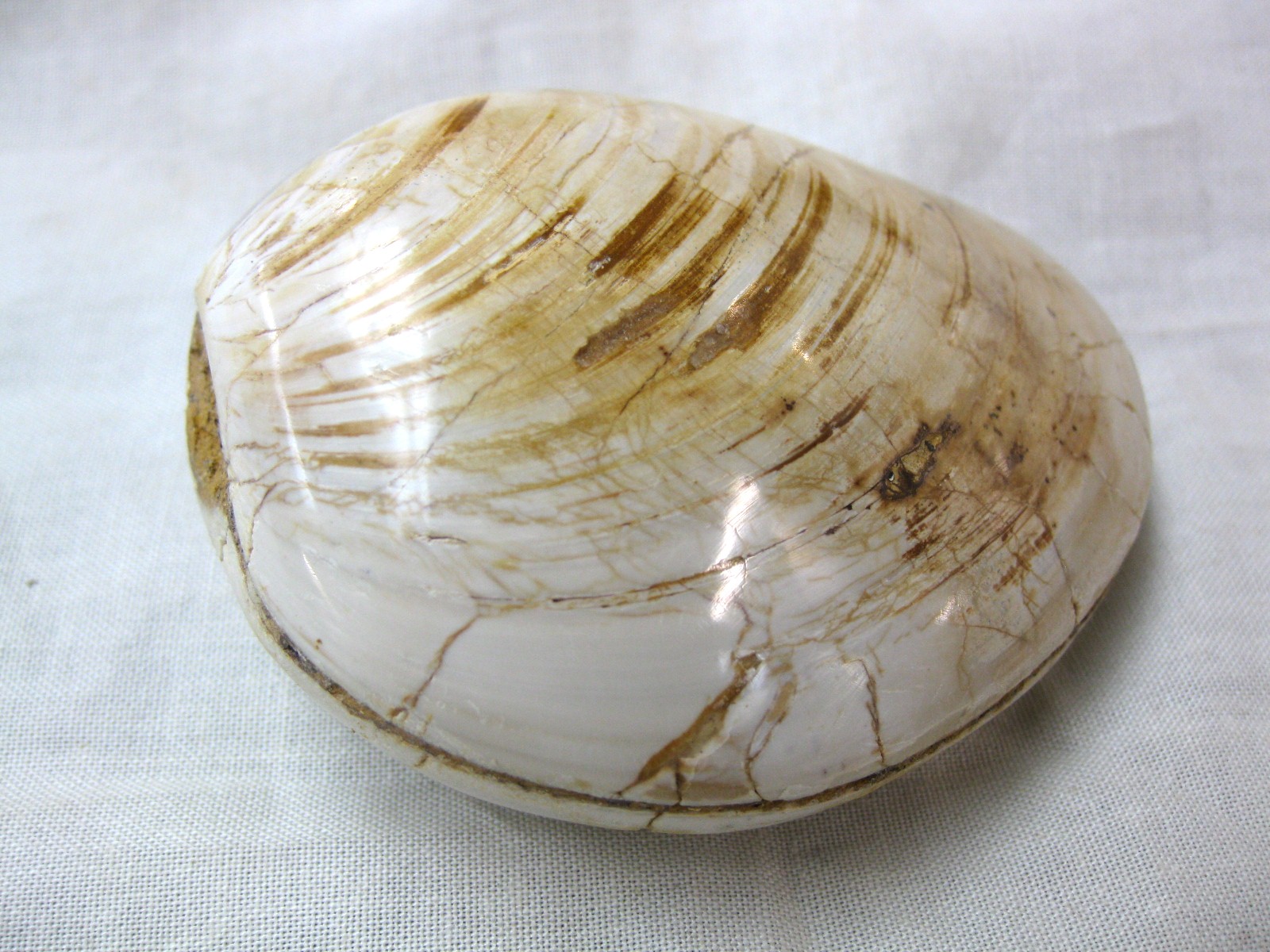 Large Madagascar Clam #6 | Fossils for Sale