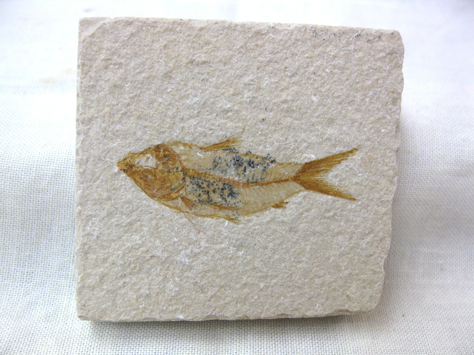 Lebanon Fish #13 | Fossils for Sale