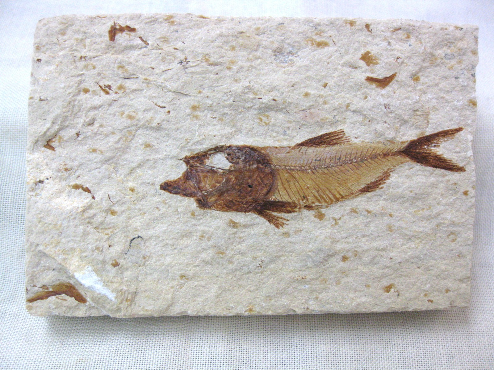 Lebanon Fish #18 | Fossils for Sale