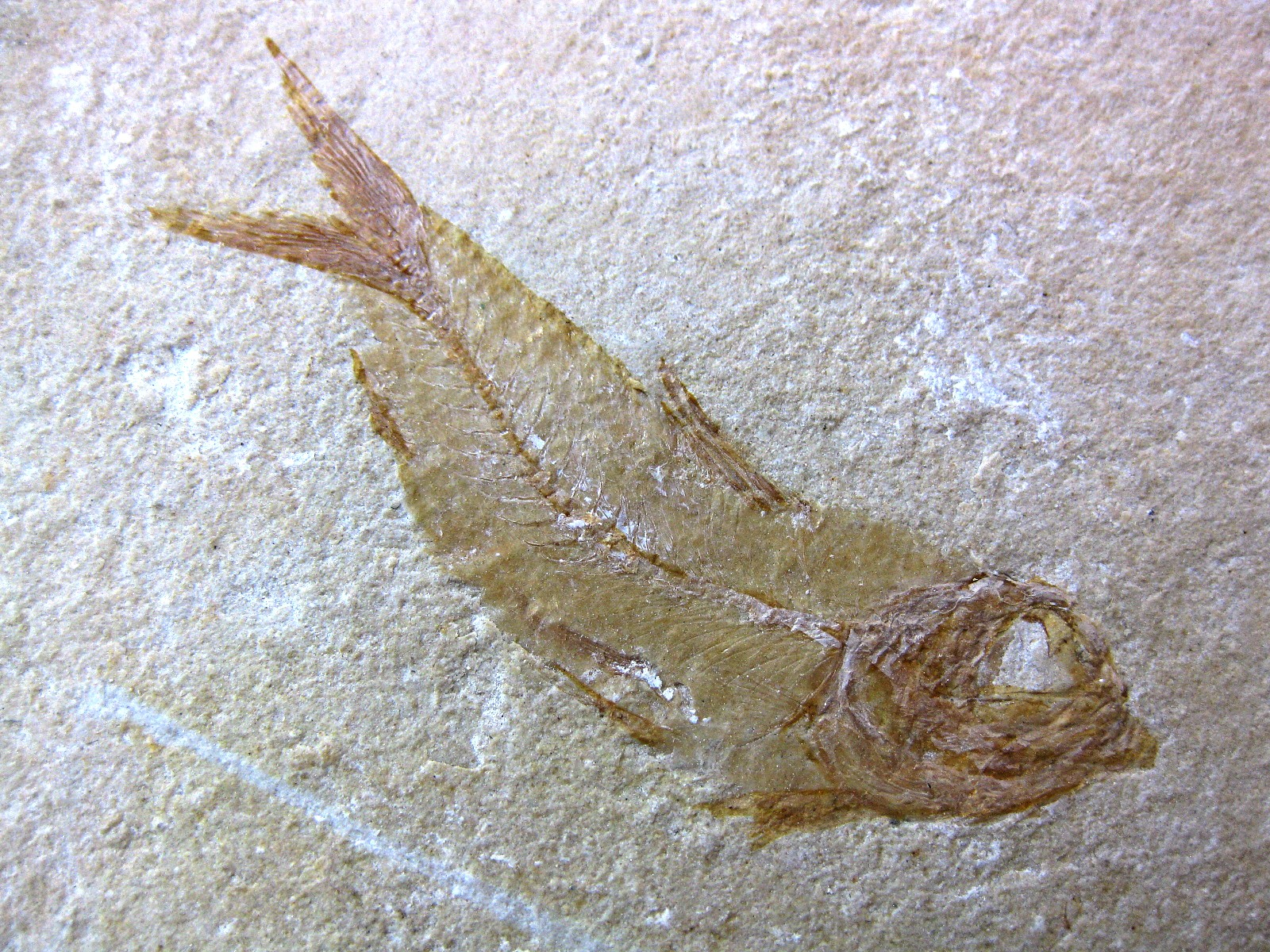 Lebanon Fish #3 | Fossils for Sale