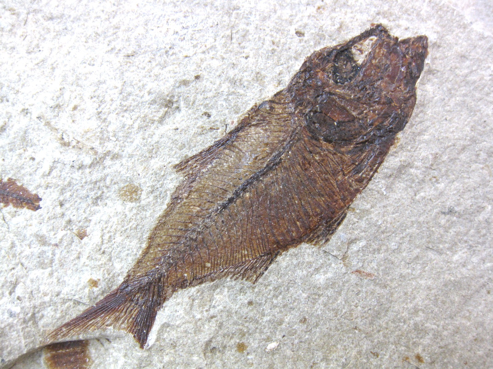 Lebanon Fish #35 | Fossils for Sale