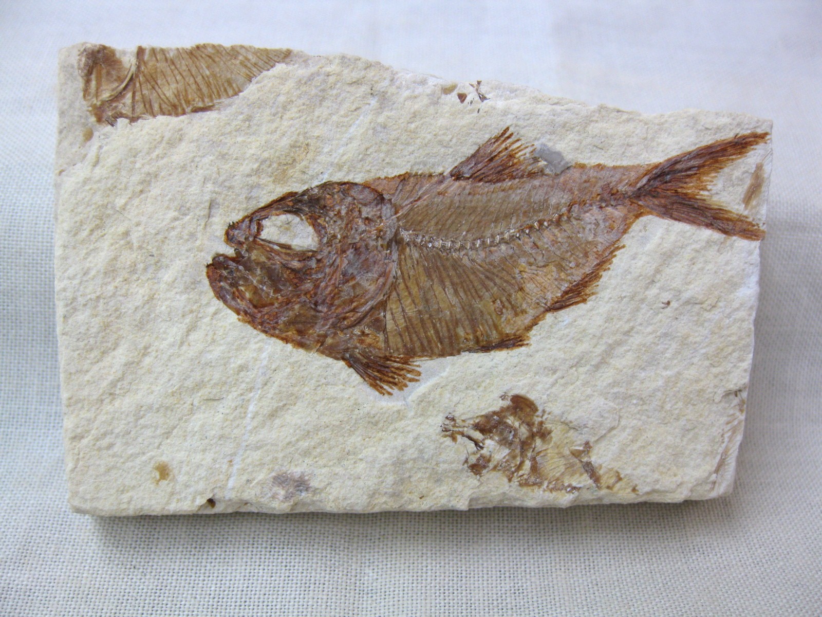 Lebanon Fish #4 | Fossils for Sale