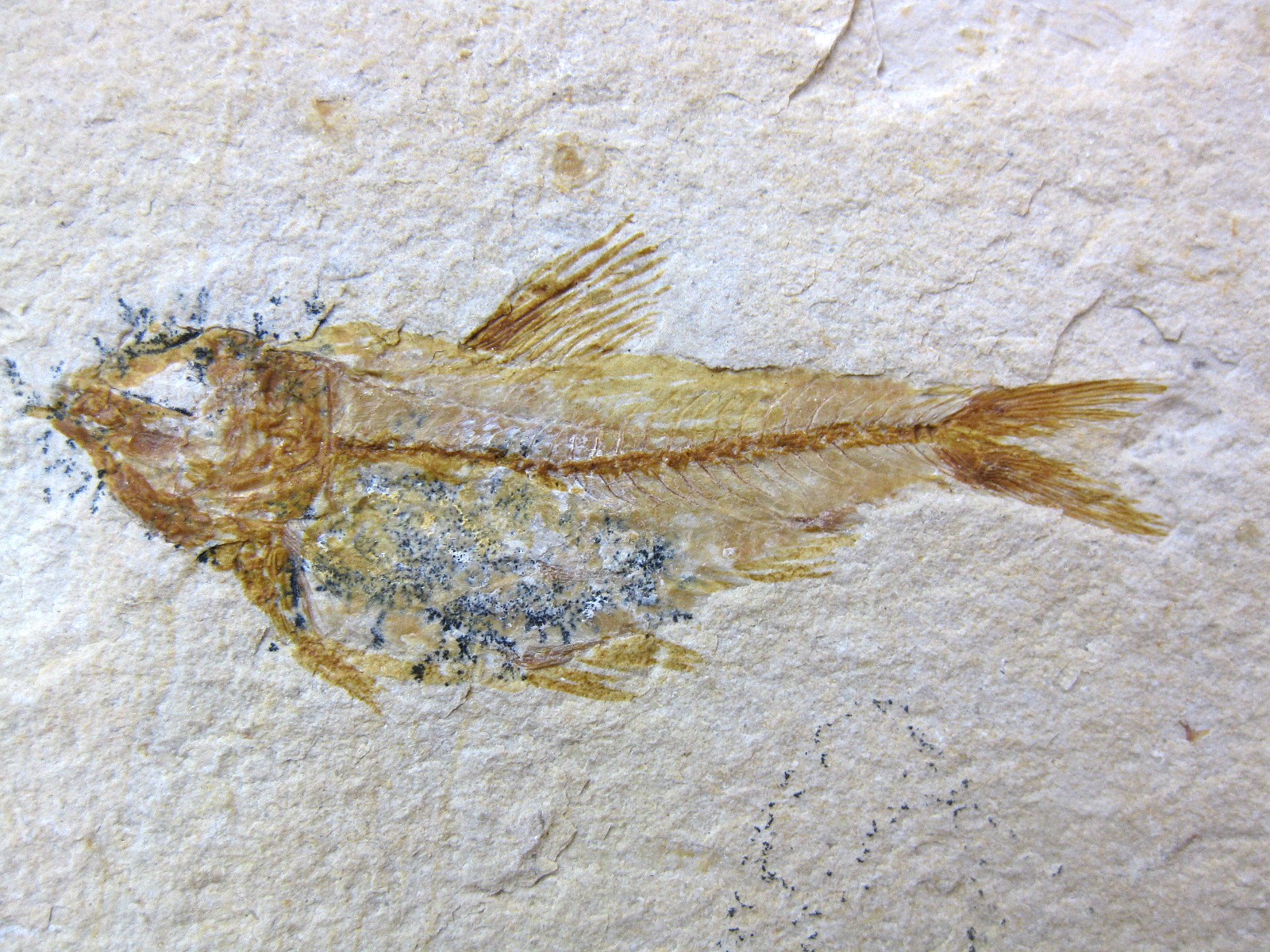 Lebanon Fish #9 | Fossils for Sale