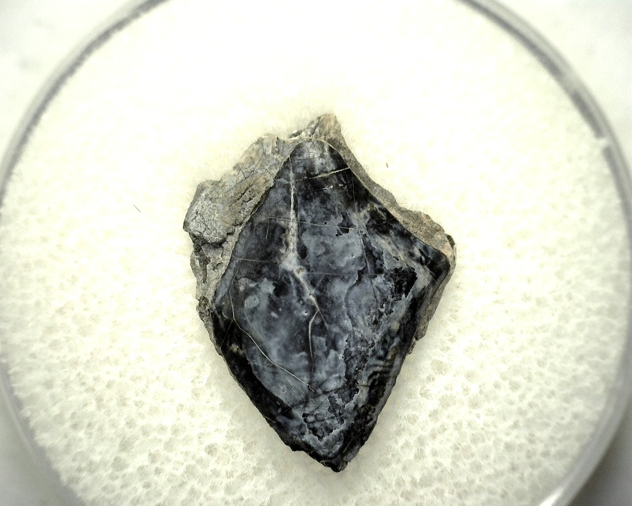 Lepisosteus Gar Scale #13 | Fossils for Sale