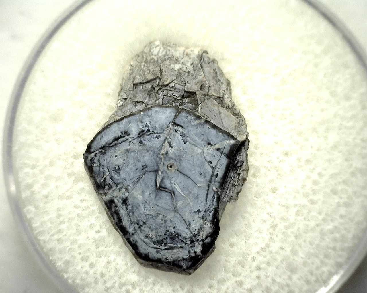 Lepisosteus Gar Scale #6 | Fossils for Sale