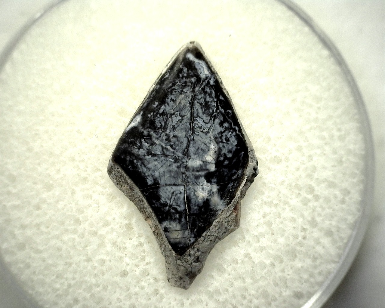 Lepisosteus Gar Scale #7 | Fossils for Sale