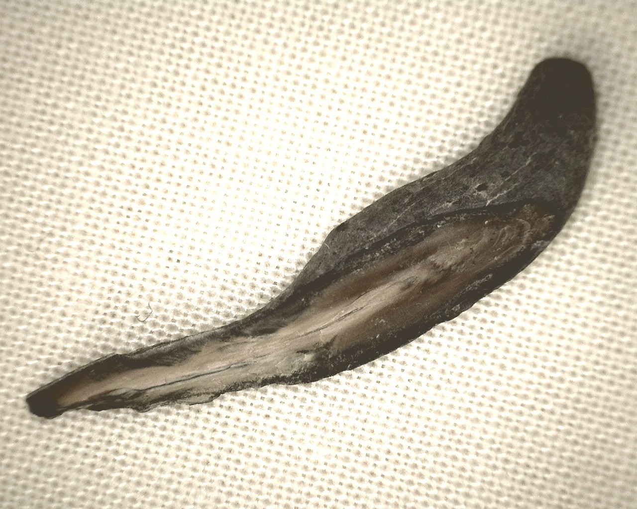 Maryland Dolphin Tooth #5 | Fossils for Sale