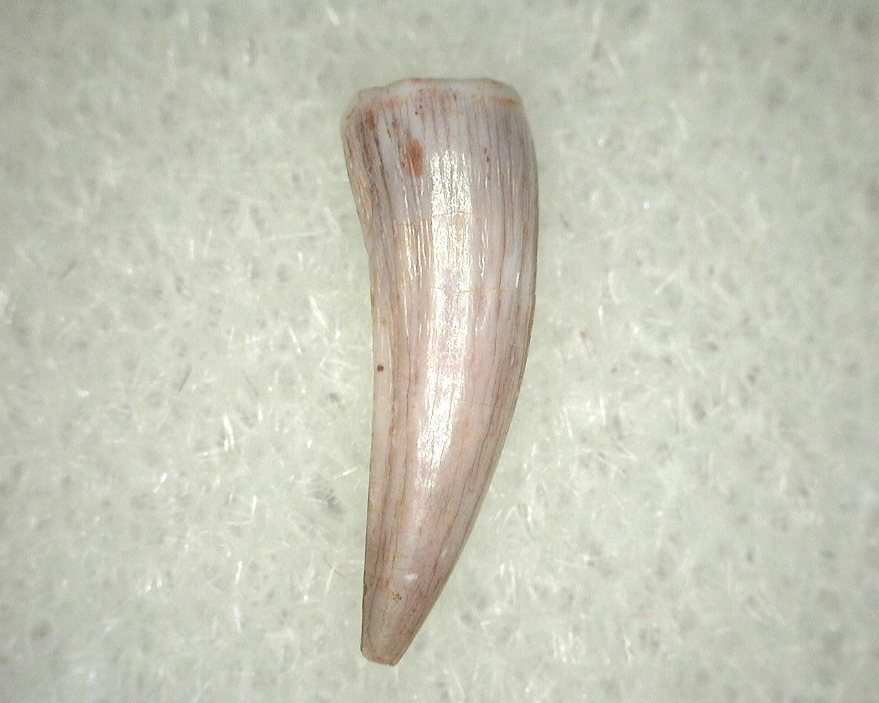 Metoposaurus Amphibian Tooth #16 | Fossils for Sale