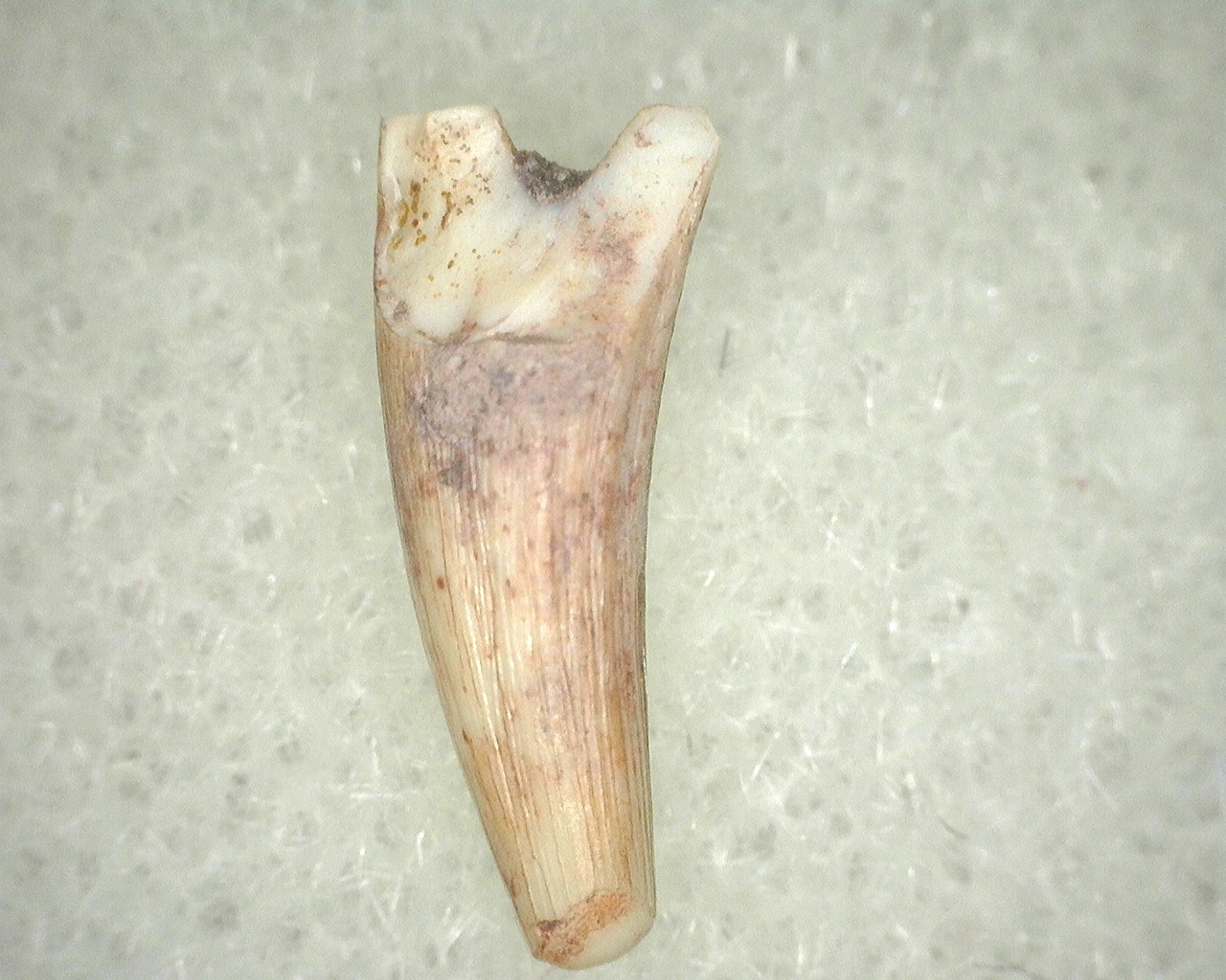 Metoposaurus Amphibian Tooth #17 | Fossils for Sale