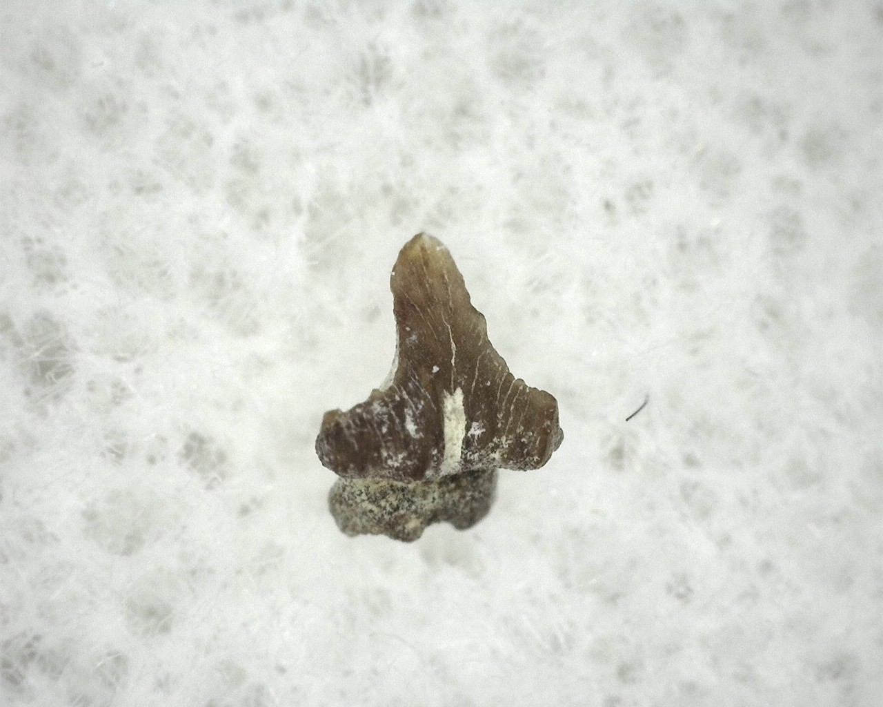 Mobula ‘Ray Tooth #38 | Fossils for Sale