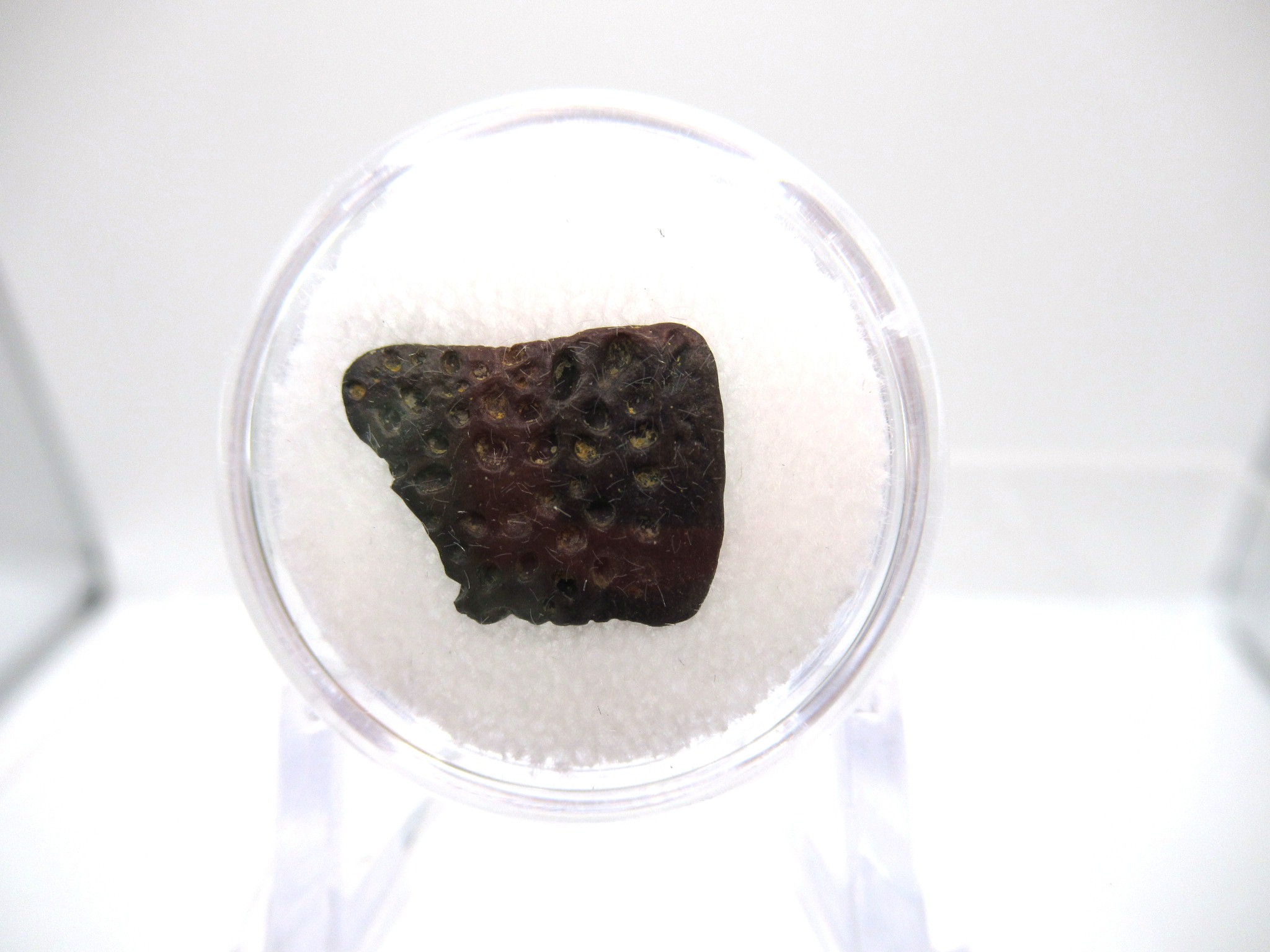 Montana Cretaceous Crocodile Scute #12 | Fossils for Sale