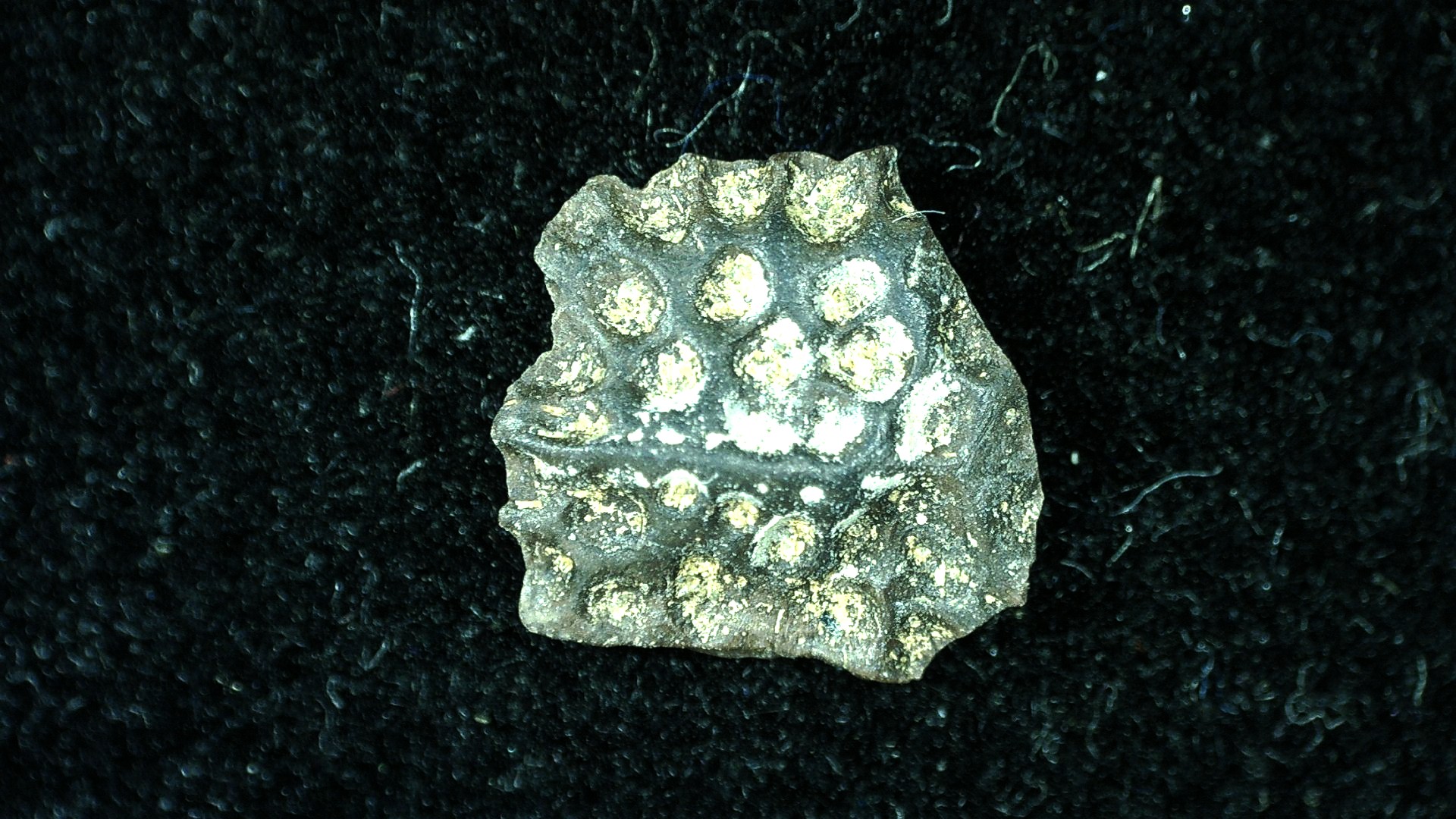 Montana Cretaceous Crocodile Scute #2 | Fossils for Sale