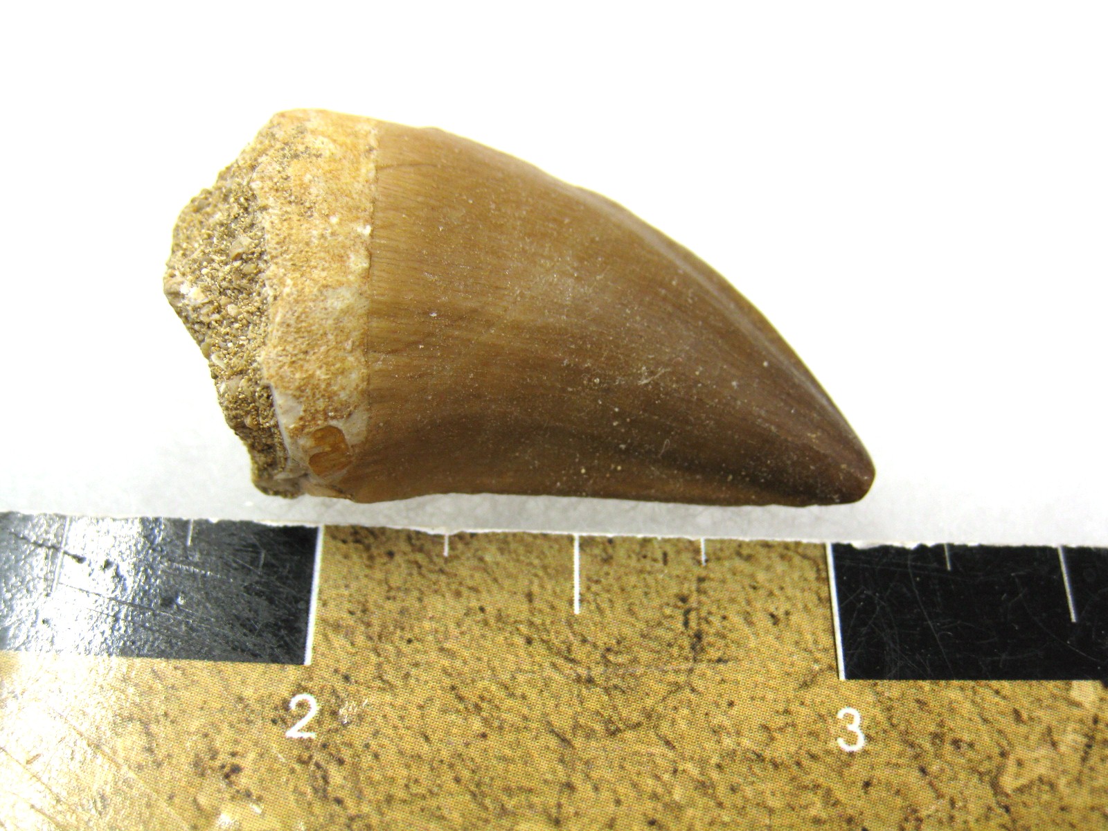 Mosasaurus Reptile Tooth #12 | Fossils for Sale