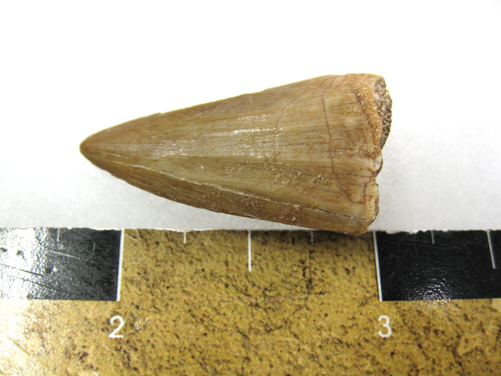 Mosasaurus Reptile Tooth #2 | Fossils for Sale