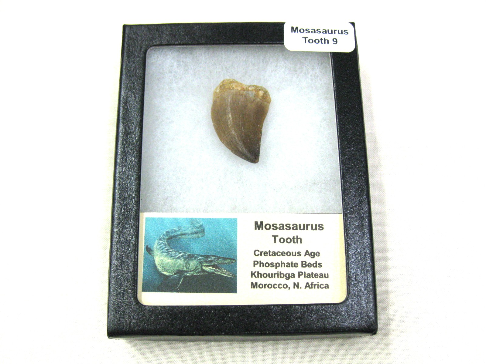 Mosasaurus Reptile Tooth #9 | Fossils for Sale