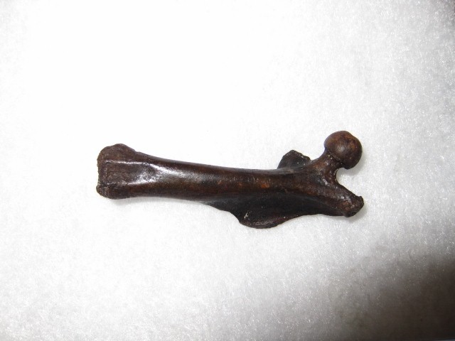 Muskrat Bone #5 | Fossils for Sale