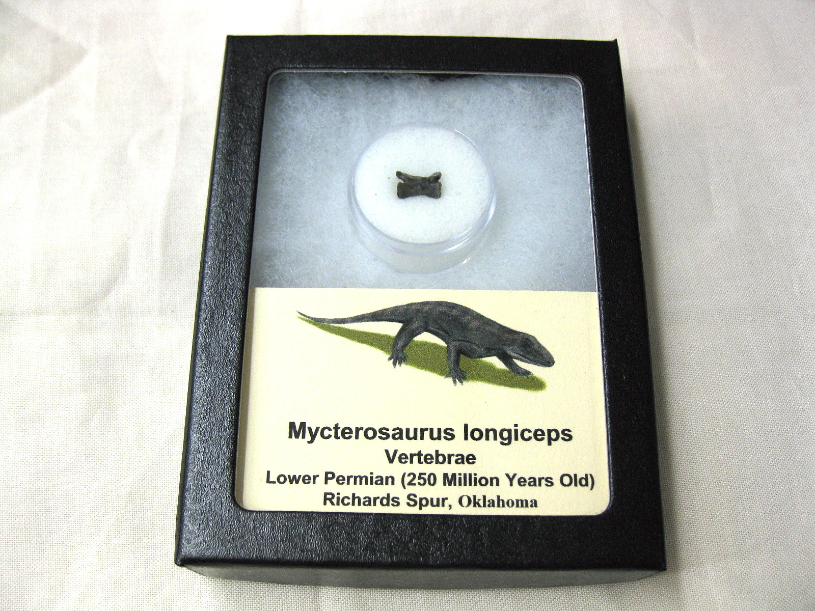 Mycterosaurus longiceps Vertebrae #12 | Fossils for Sale