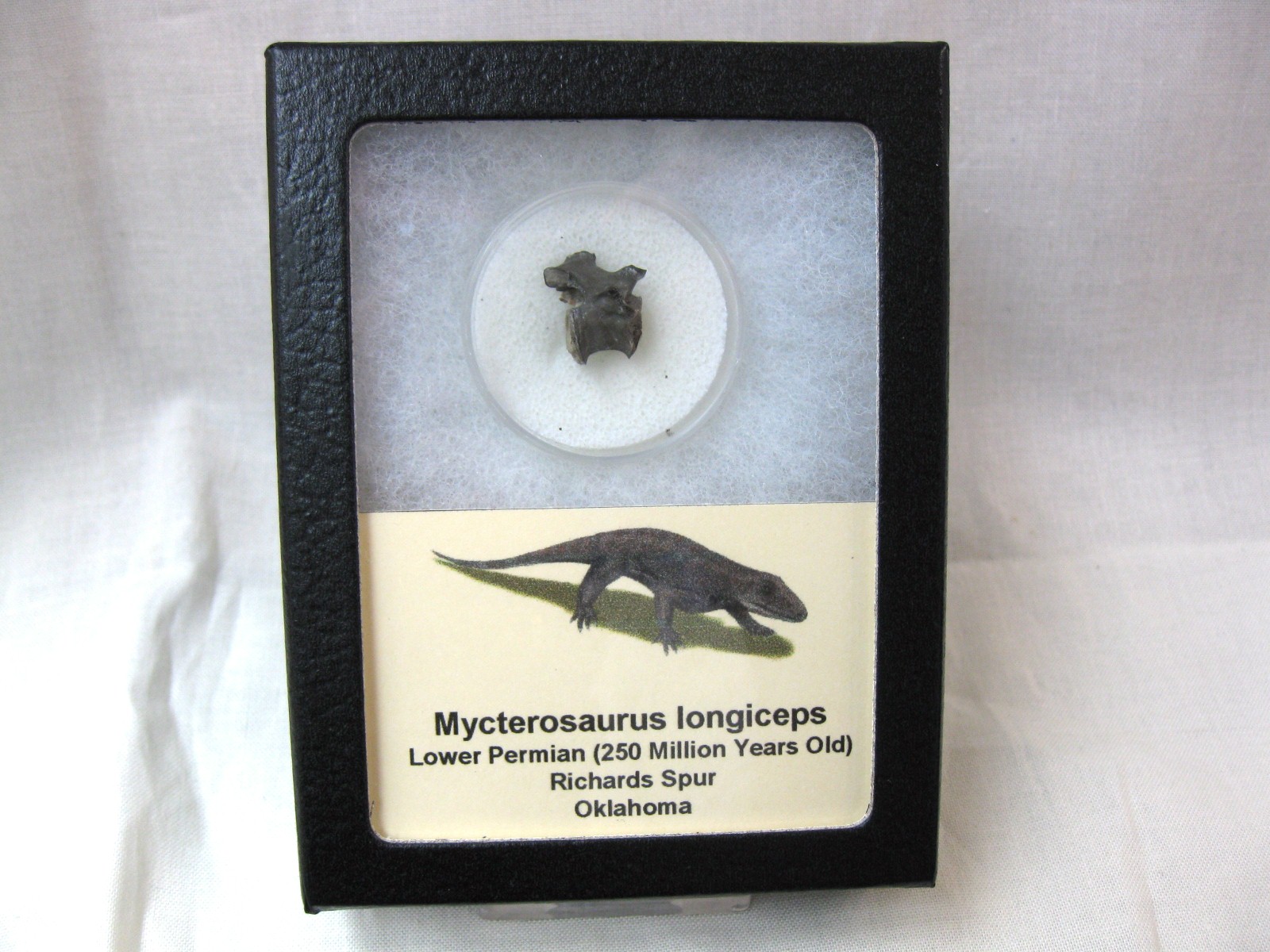 Mycterosaurus longiceps Vertebrae #8 | Fossils for Sale