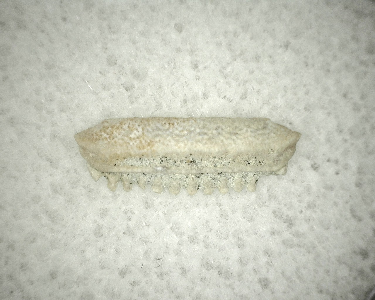 Myliobatis ‘Ray Tooth #32 | Fossils for Sale