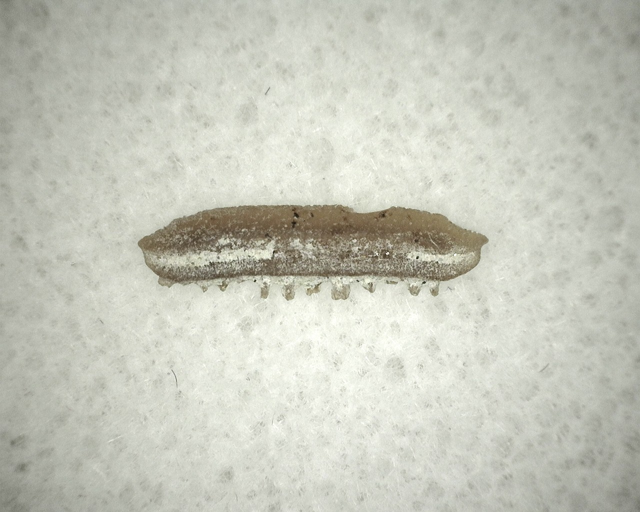 Myliobatis ‘Ray Tooth #36 | Fossils for Sale