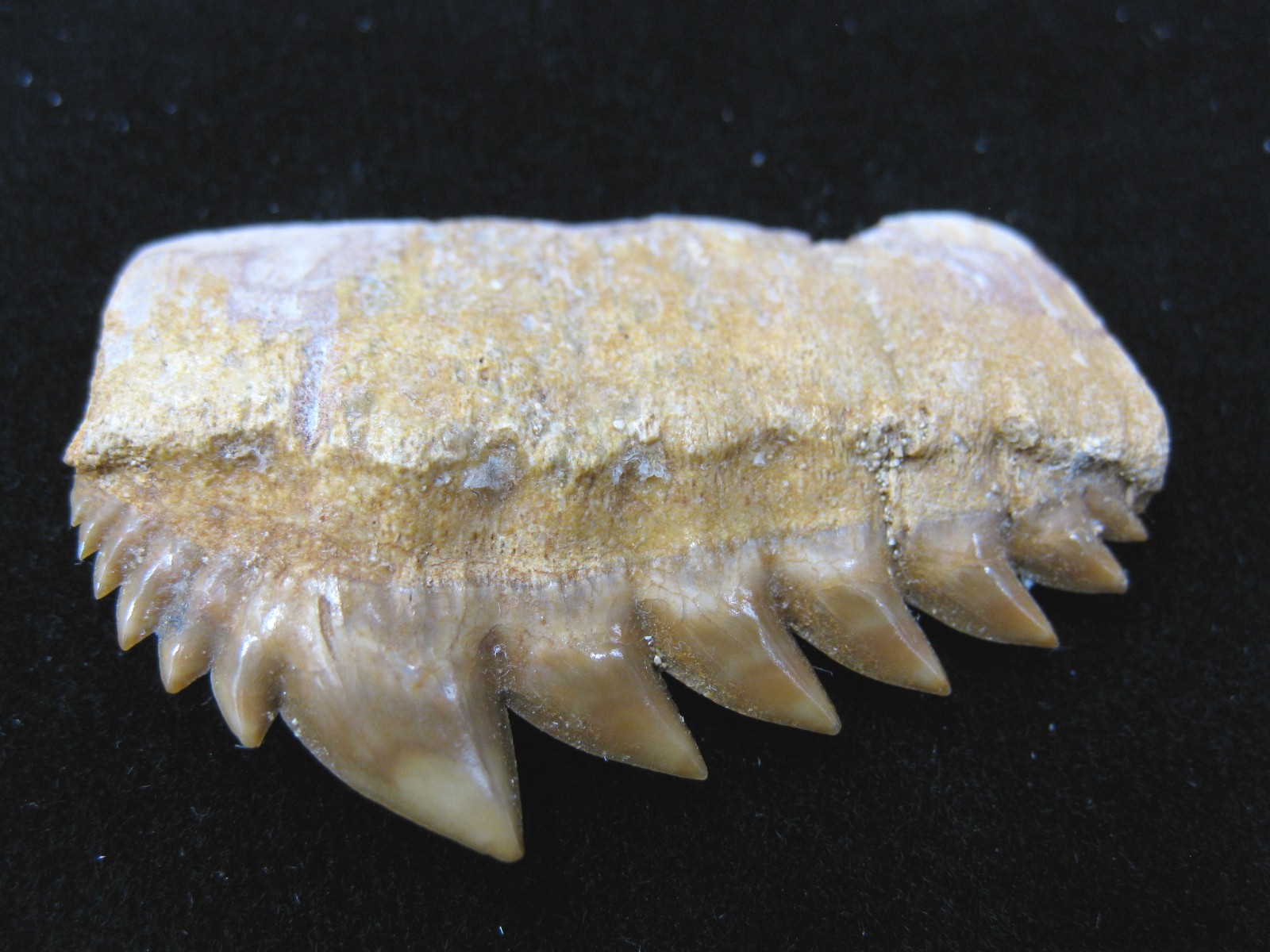 Notidanodon loozi Shark Tooth #6 | Fossils for Sale