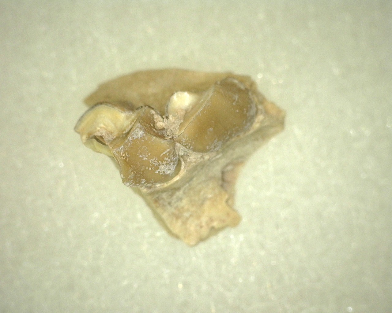 Oligocene Leptomeryx Deer Jaw #11 | Fossils for Sale