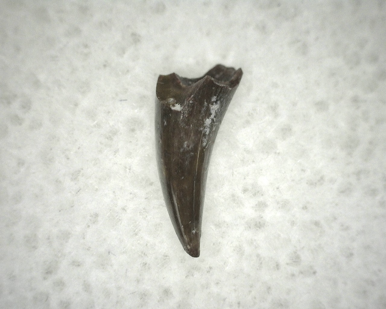 Ophiacodon Reptile Tooth #13 | Fossils for Sale