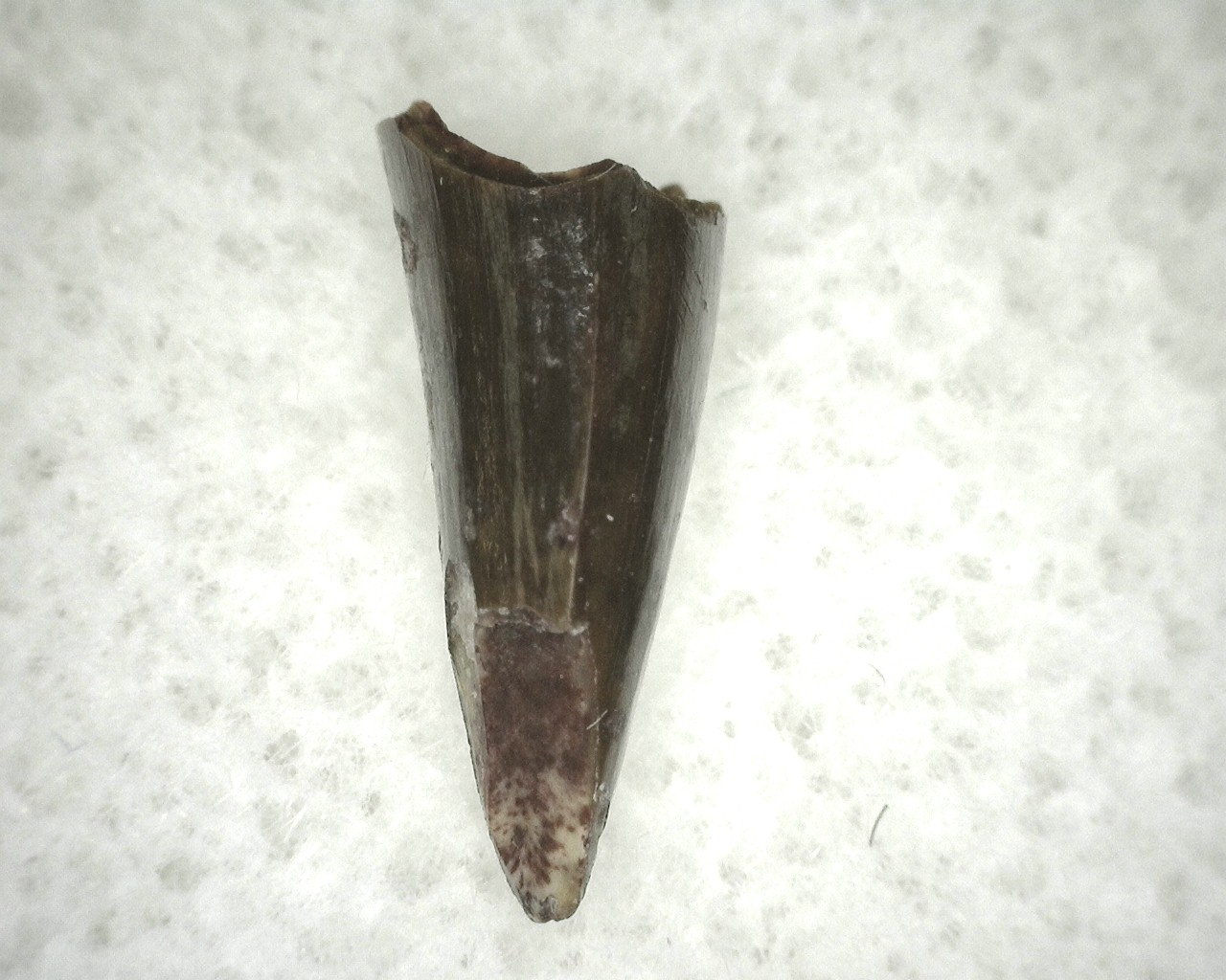 Ophiacodon Reptile Tooth #16 | Fossils for Sale