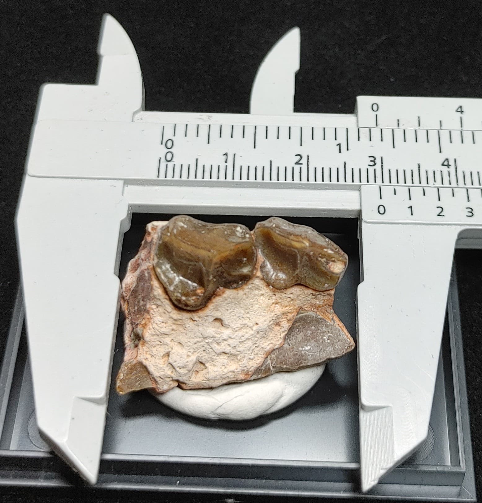 Oreodont Jaw #1 | Fossils for Sale