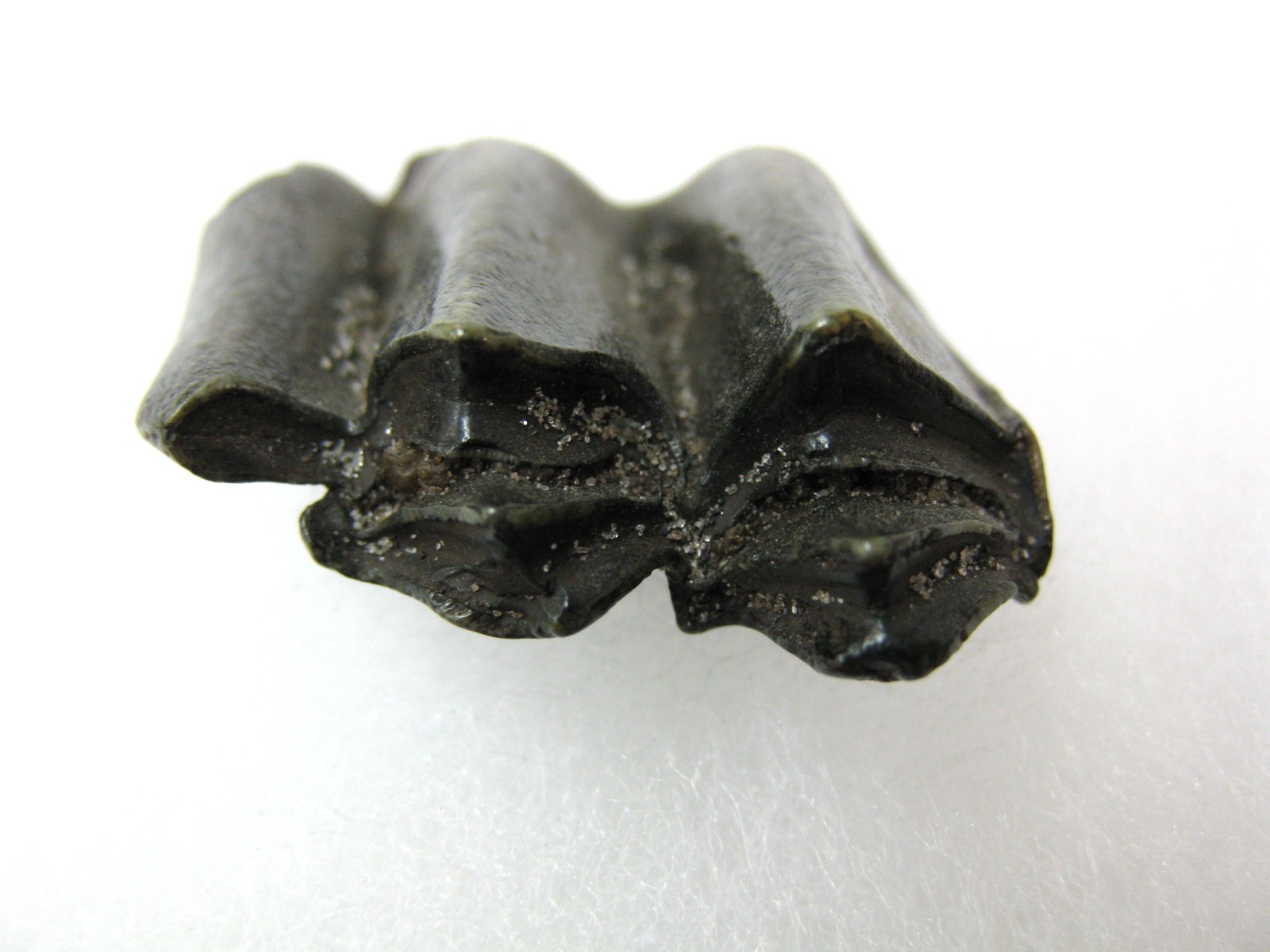 Palaeolama Camel Tooth #1 | Fossils for Sale